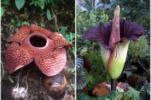 Titan Arum, Bunga Bangkai Raksasa yang Langka dan Mengagumkan ...