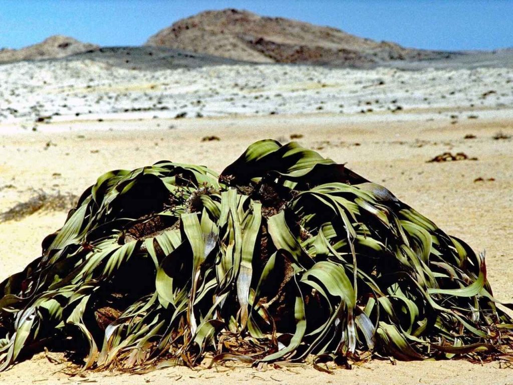 Welwitschia Mirabilis: Tanaman Purba yang Bertahan di Gurun Namibia ...